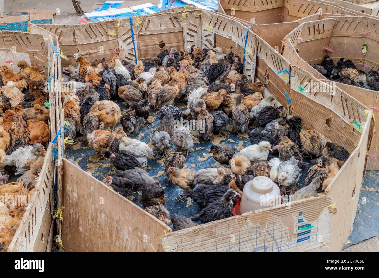 Live chicken for sale on a market in Puno, Peru Stock Photo - Alamy