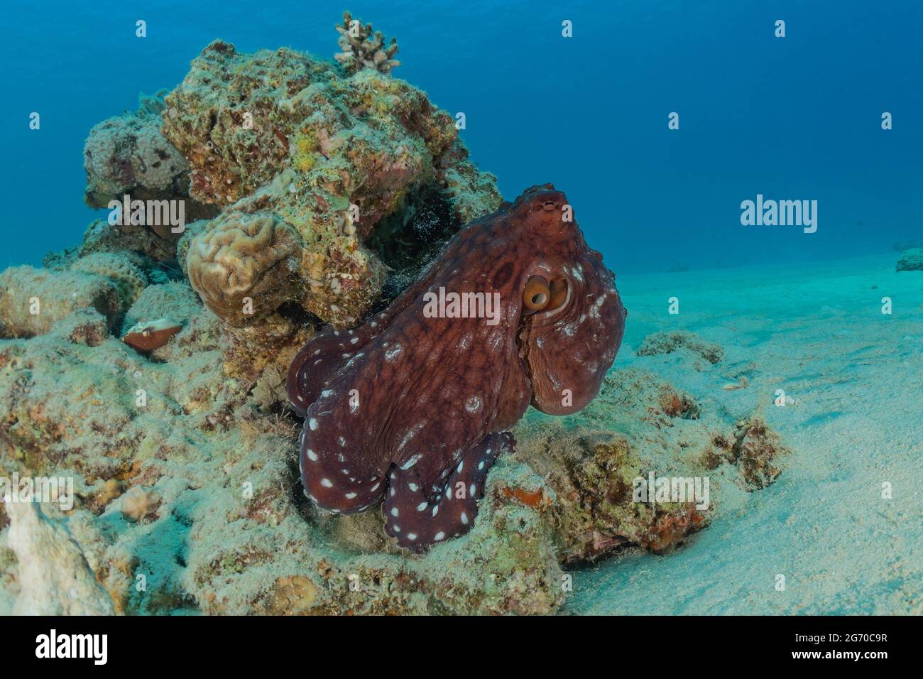 Octopus king of camouflage in the Red Sea, Eilat Israel Stock Photo - Alamy