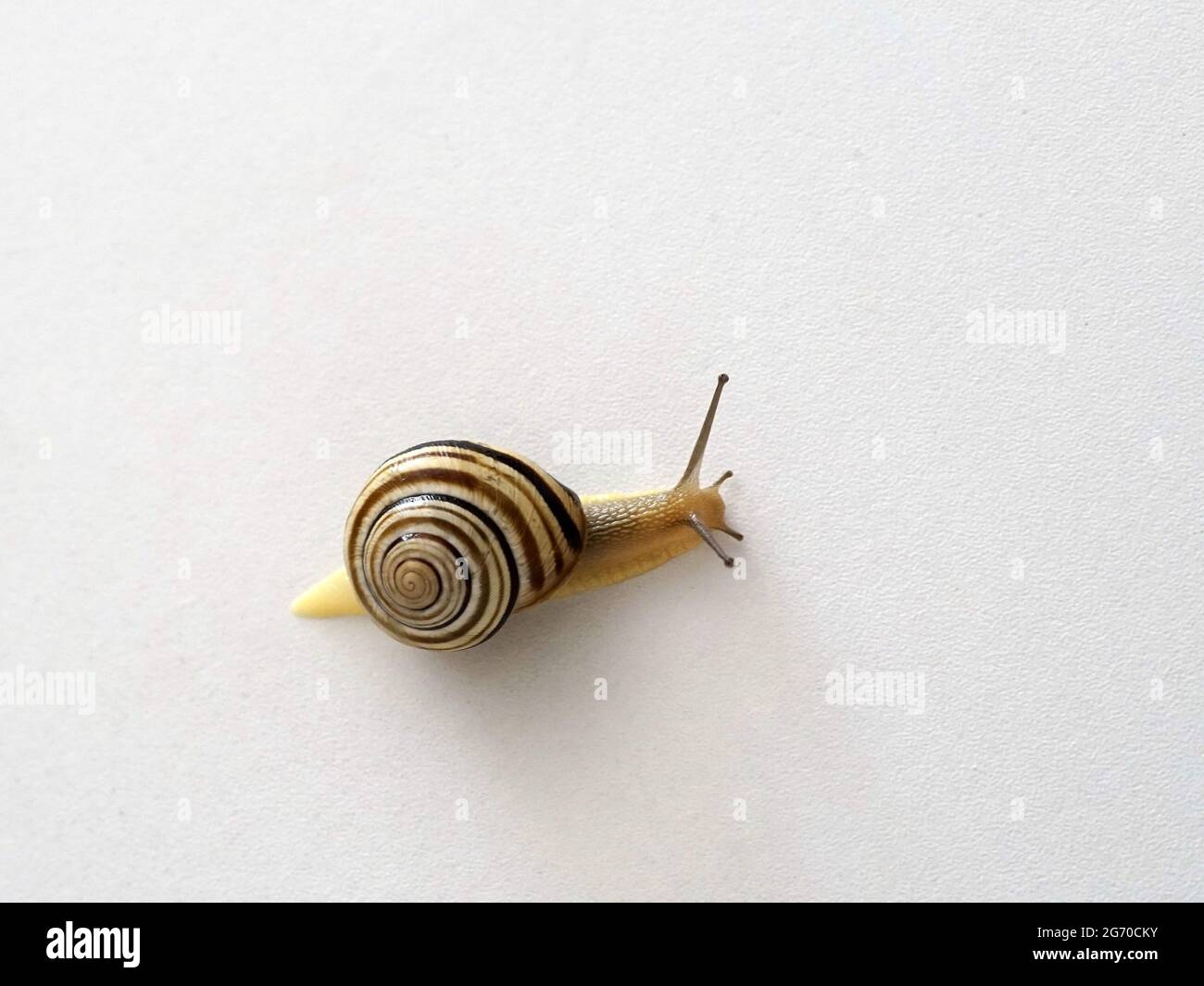 Overhead shot of a snail with shell and top on an isolated background ...
