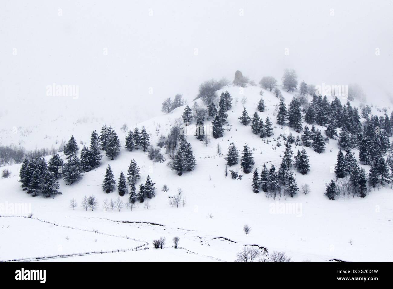 Aerial view of a forest with pine trees in winter - snowy mountains in ...