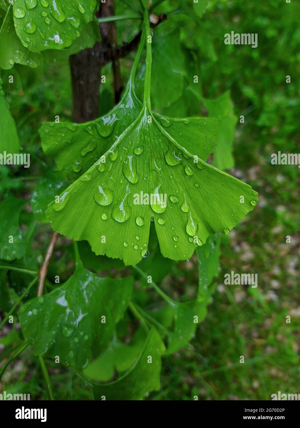 Ginko hi-res stock photography and images - Alamy