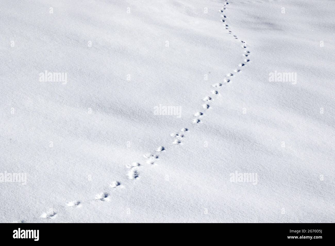 Snow texture background with footprints Stock Photo - Alamy