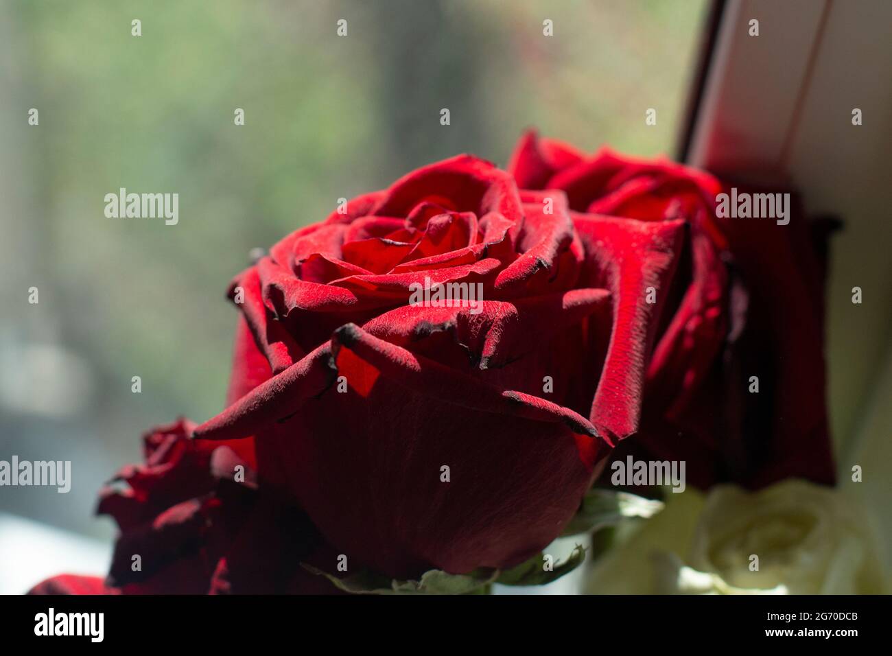 A red rose by the window. Flower bud in the room. A beautiful ...