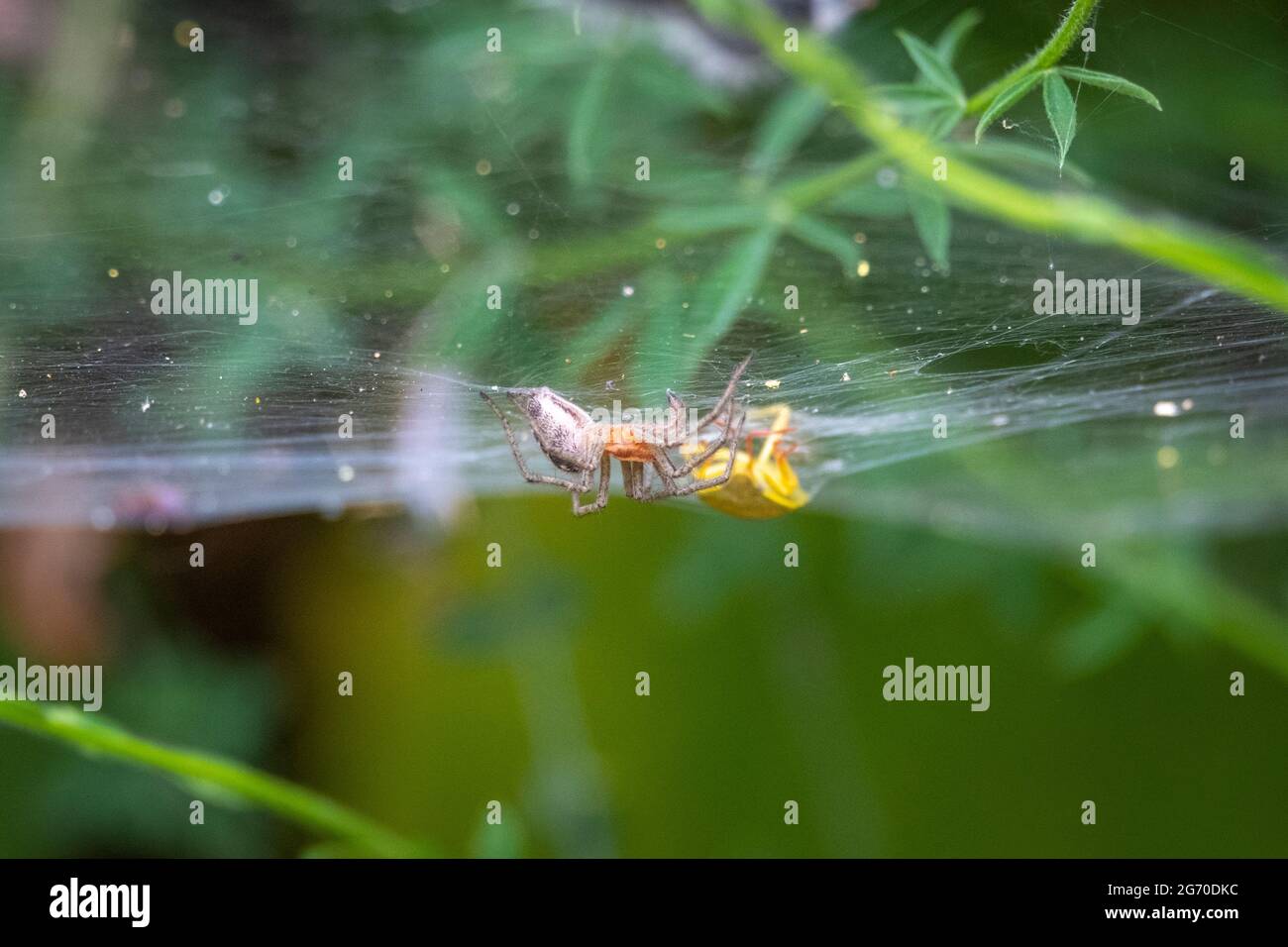 Insect kill hi-res stock photography and images - Alamy