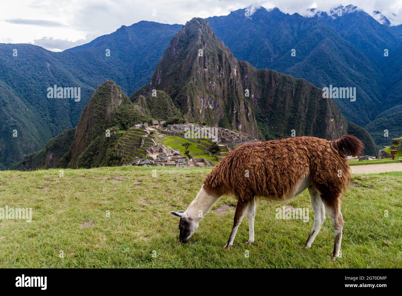 Lama at Machu Picchu ruins, Peru Stock Photo - Alamy