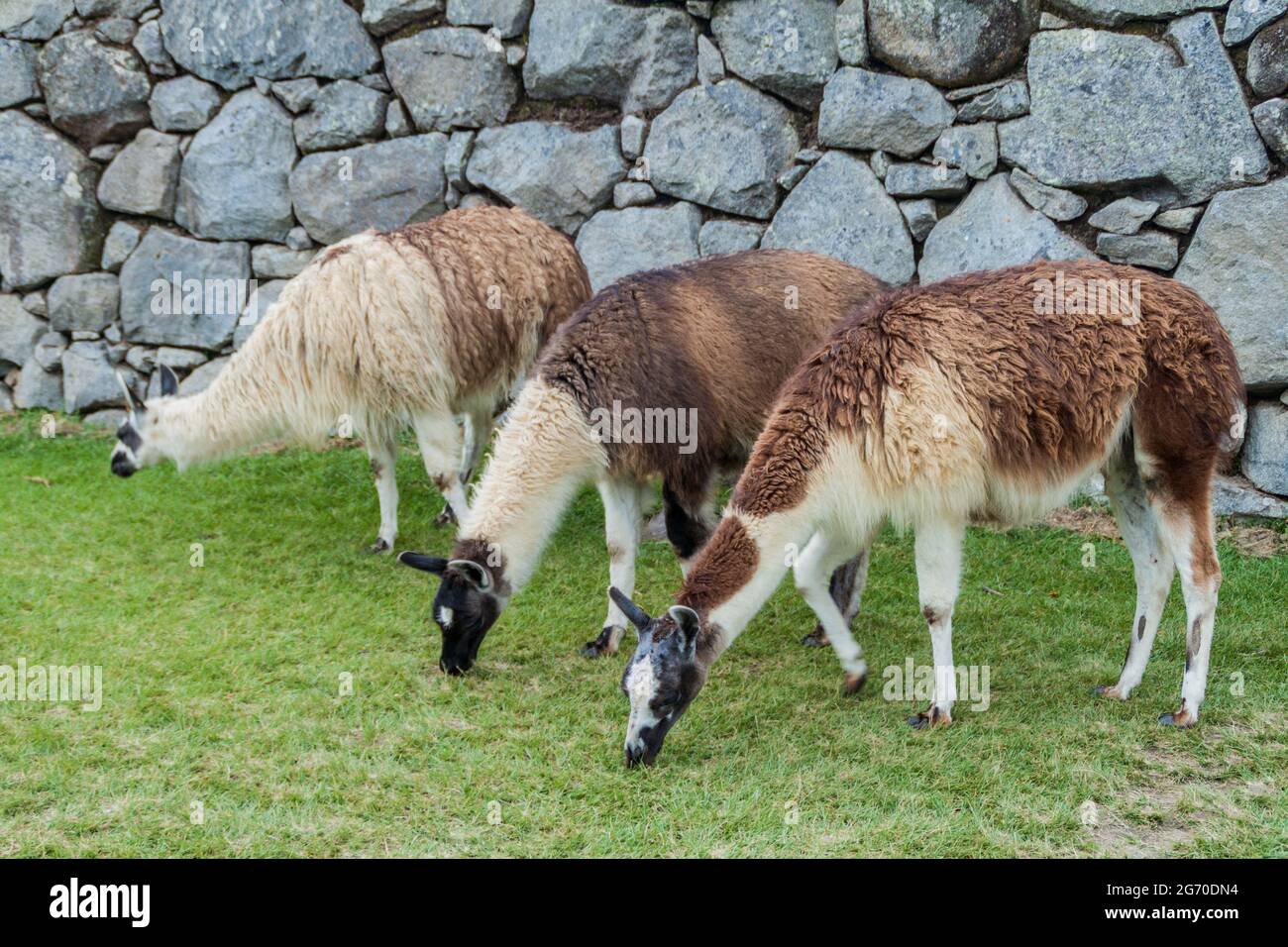 Lamas peru hi-res stock photography and images - Alamy