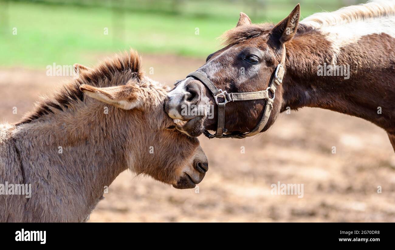 Horse and burro showing friendship Stock Photo - Alamy
