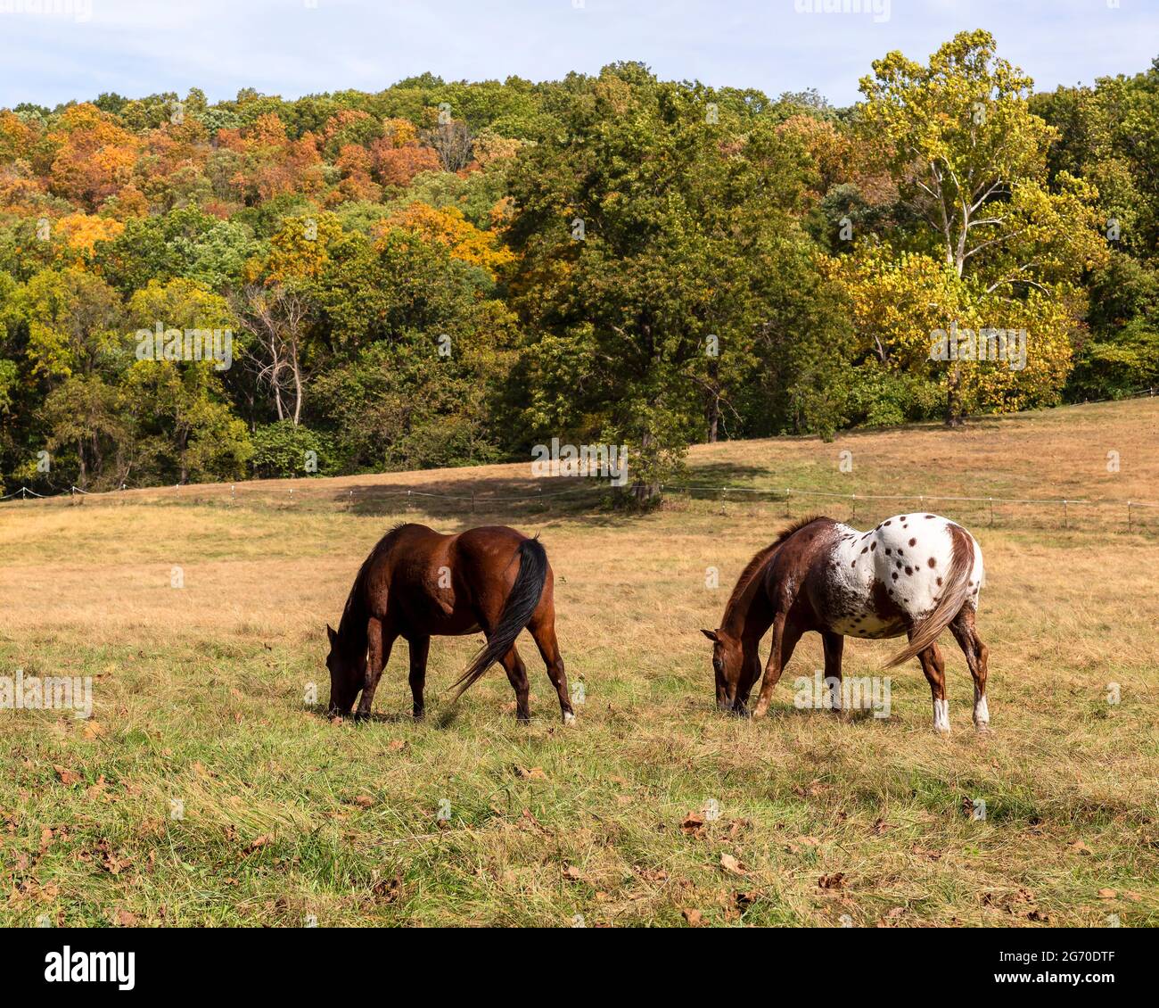 Fields and horses hi-res stock photography and images - Alamy