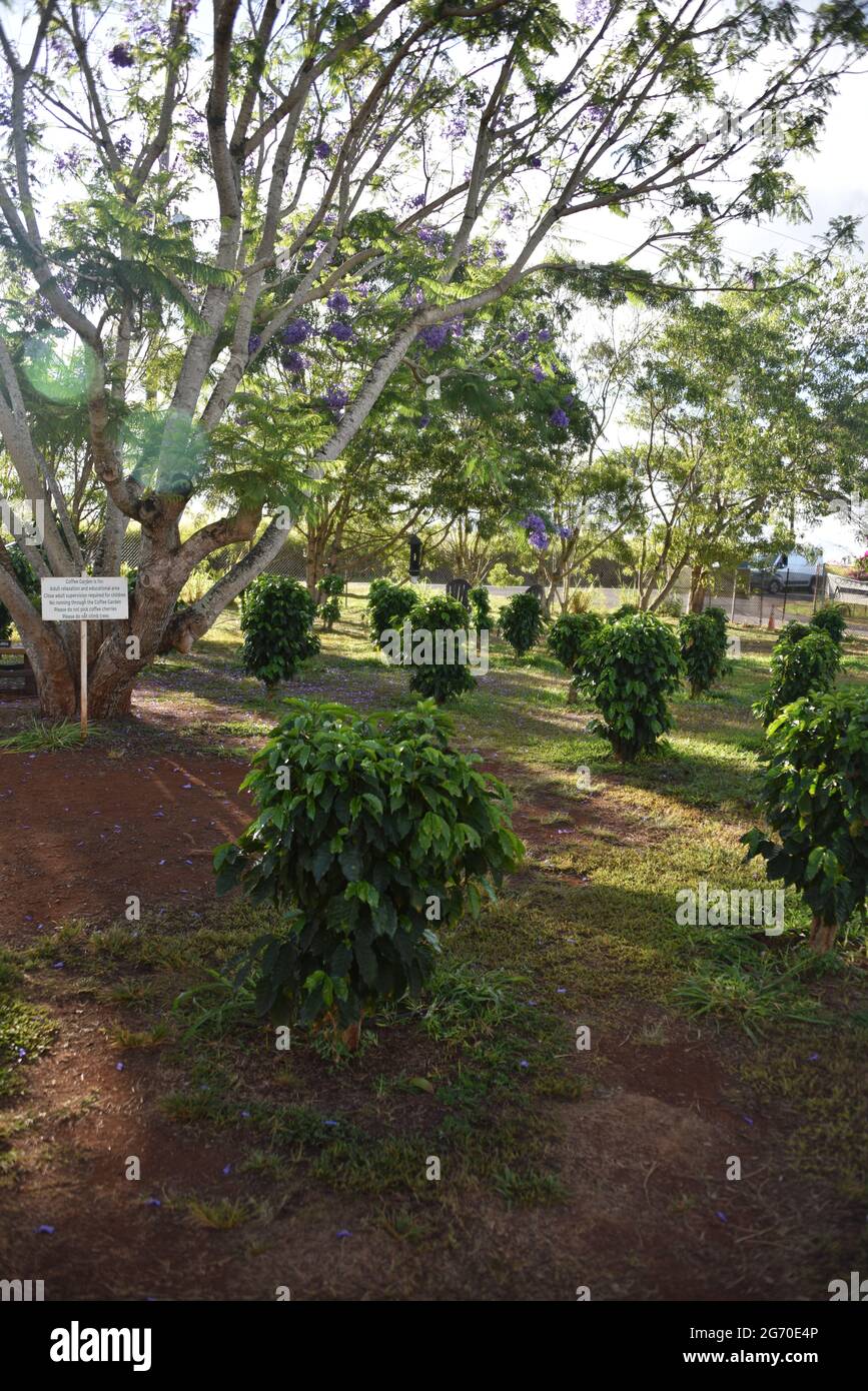 Oahu, HI. U.S.A. 6/2/2021. Green World Coffee Farm. Green Farm is a ...