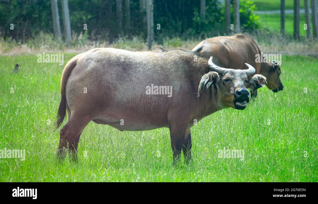 African dwarf forest buffaloes grazing Stock Photo - Alamy