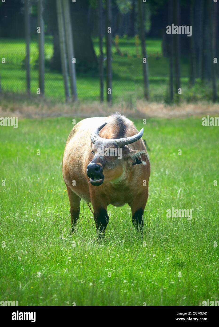 Dwarf forest buffalo hi-res stock photography and images - Alamy