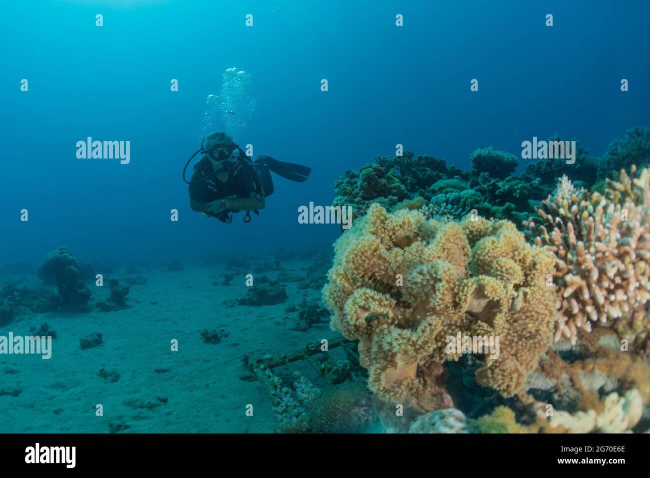 Coral reef and water plants in the Red Sea, Eilat Israel Stock Photo ...