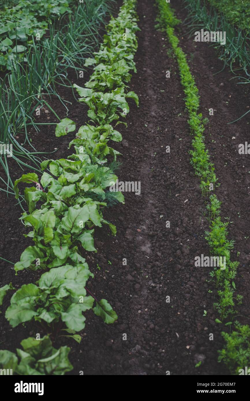 Ecologically grown fresh, new season Beet greens (Beta vulgaris ...