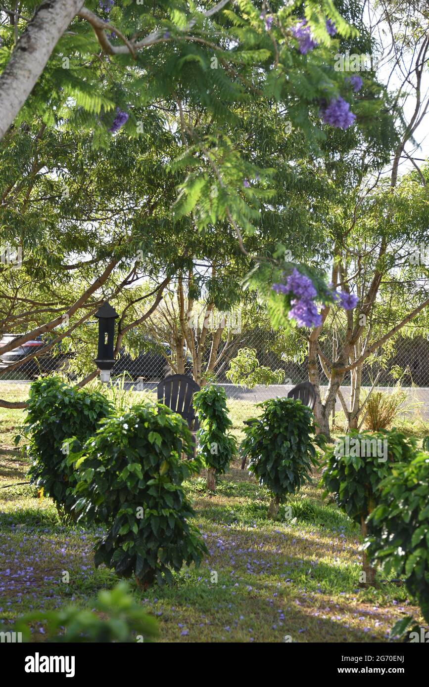 Oahu, HI. U.S.A. 6/2/2021. Green World Coffee Farm. Green Farm is a ...