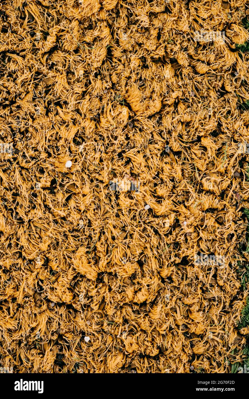 Yellow Grass Texture Painted Background Stock Photo - Alamy