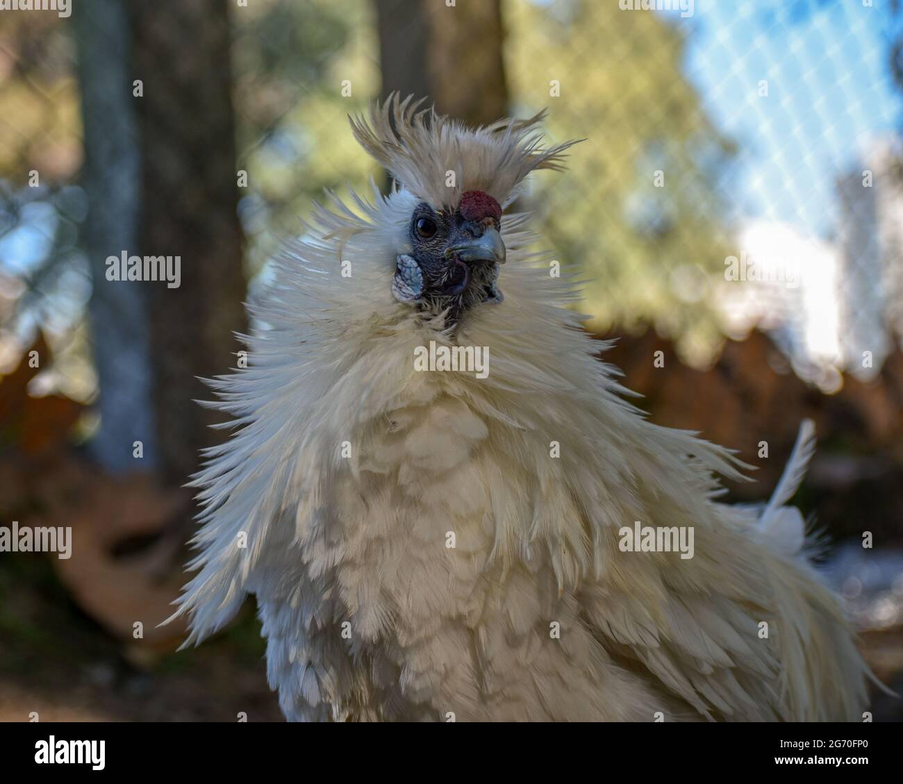 Chinese silkie chicken hi-res stock photography and images - Alamy