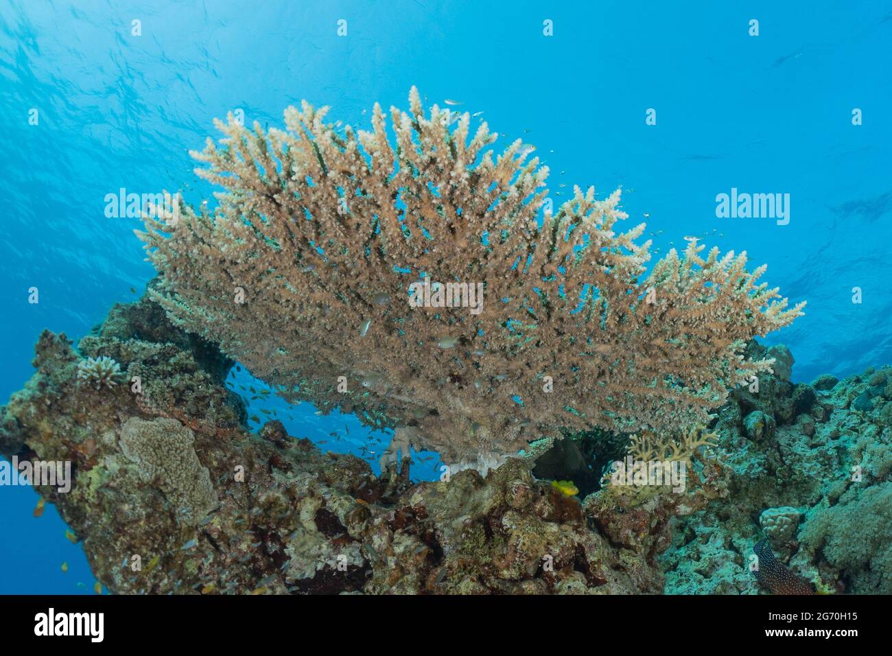 Coral reef and water plants in the Red Sea, Eilat Israel Stock Photo ...