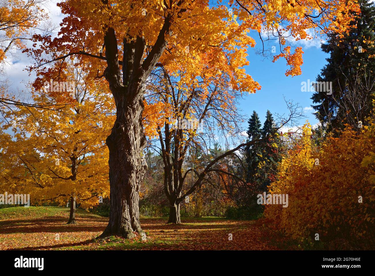 Maple trees in fall hi-res stock photography and images - Alamy