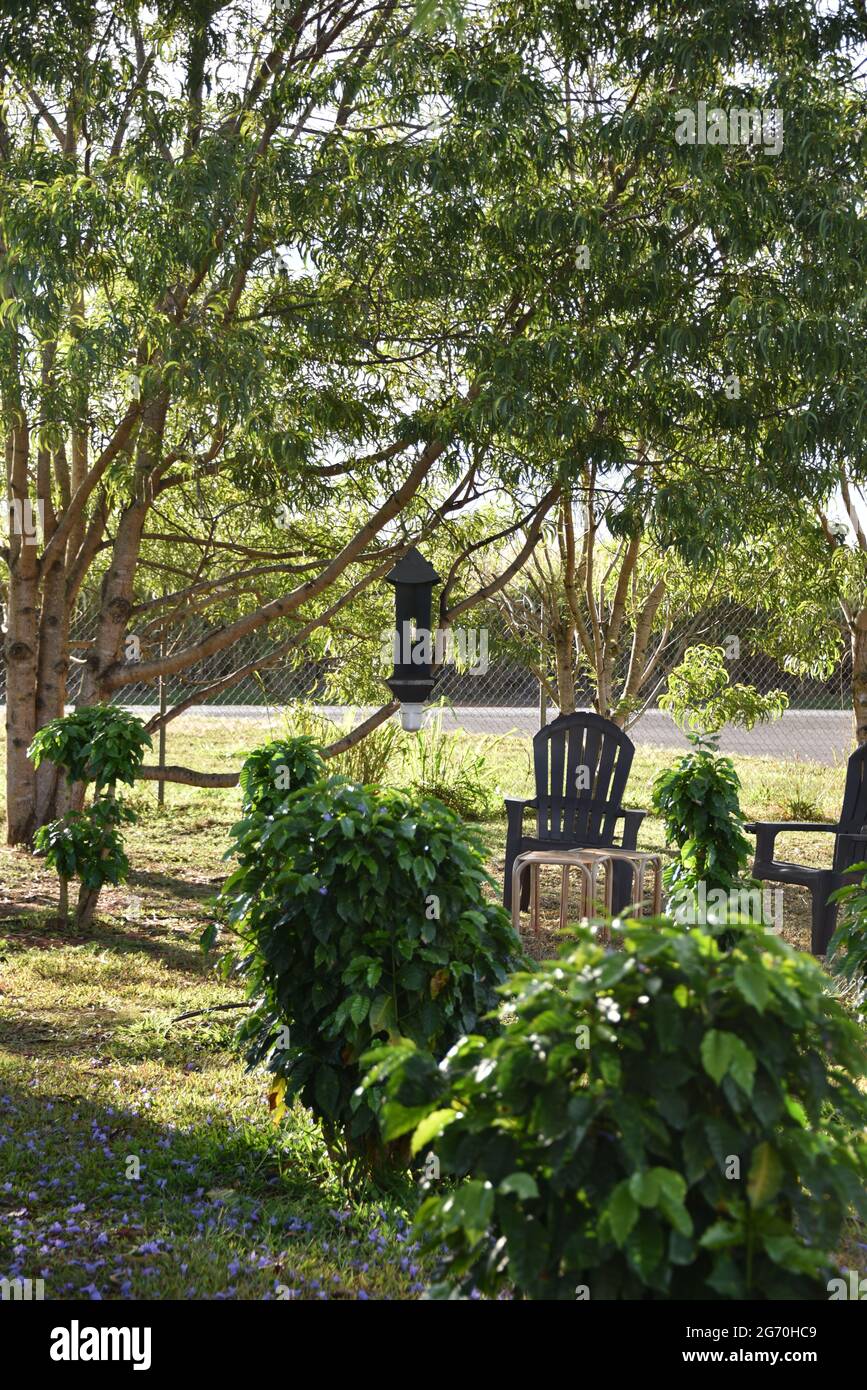 Oahu, HI. U.S.A. 6/2/2021. Green World Coffee Farm. Green Farm is a ...