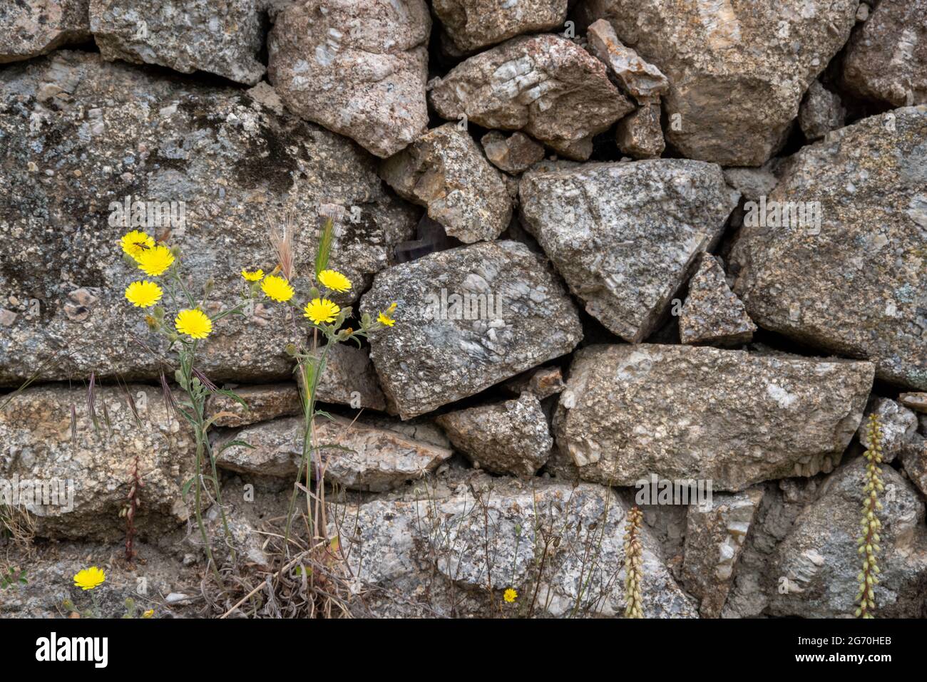 Natural stone wall with yellow flowers in the front, texture or ...