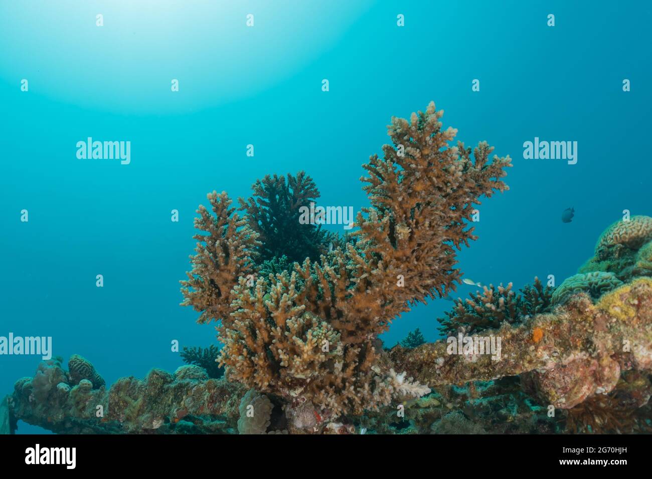 Coral reef and water plants in the Red Sea, Eilat Israel Stock Photo ...