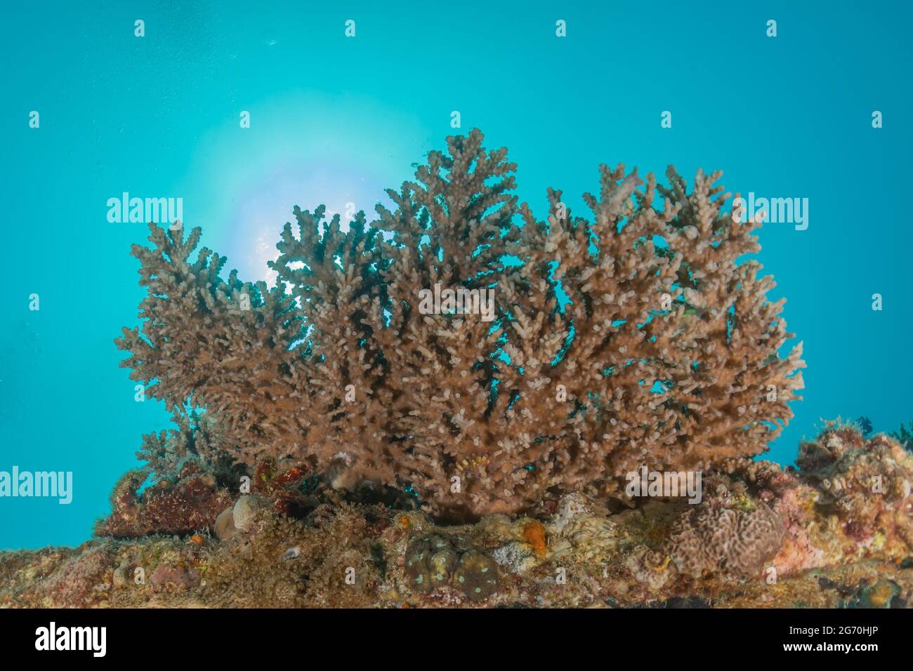 Coral reef and water plants in the Red Sea, Eilat Israel Stock Photo ...