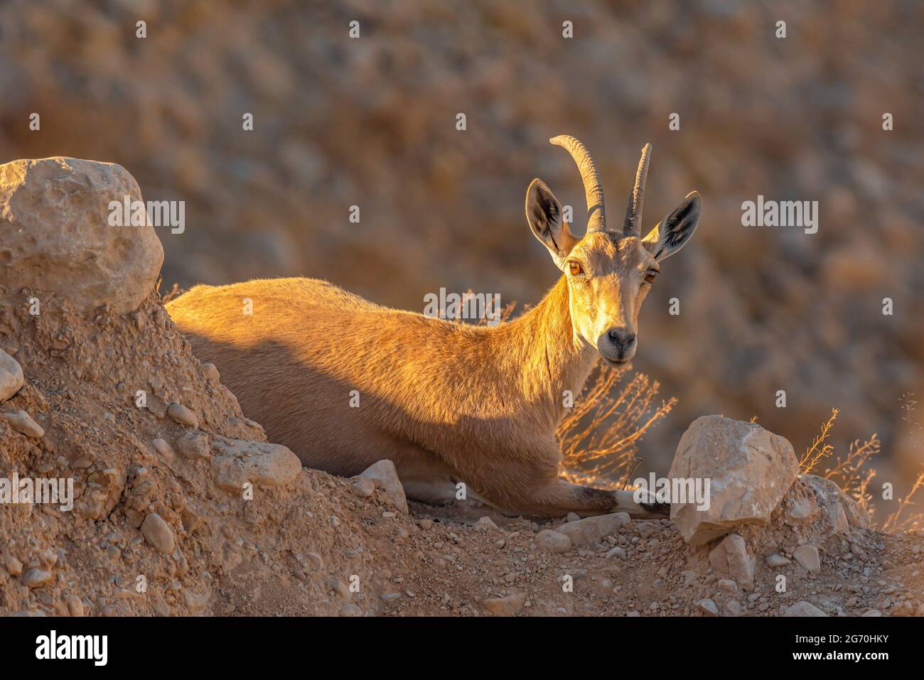 Ibexes hi-res stock photography and images - Alamy