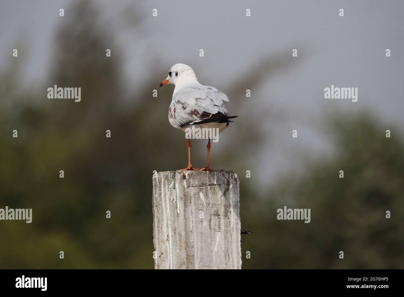 Closeup shot of a seagull perched on a wooden column Stock Photo - Alamy