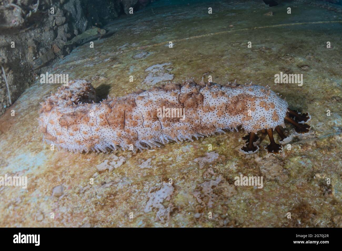Sea cucumber in the Red Sea Colorful and beautiful, Eilat Israel Stock ...
