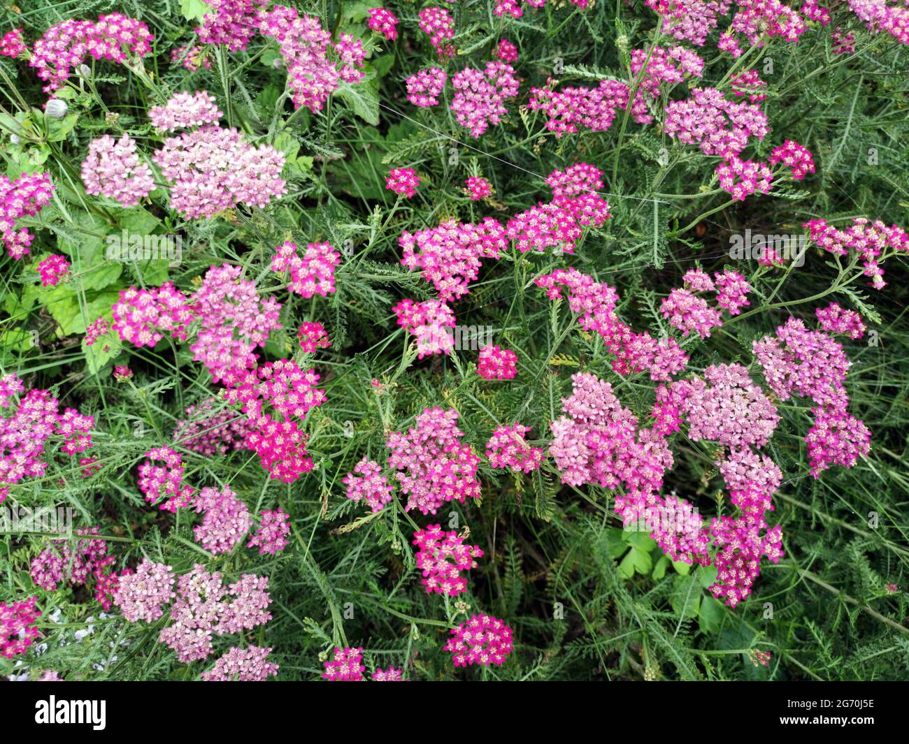 Top view of magenta Yarrow flowers in the grass Stock Photo - Alamy