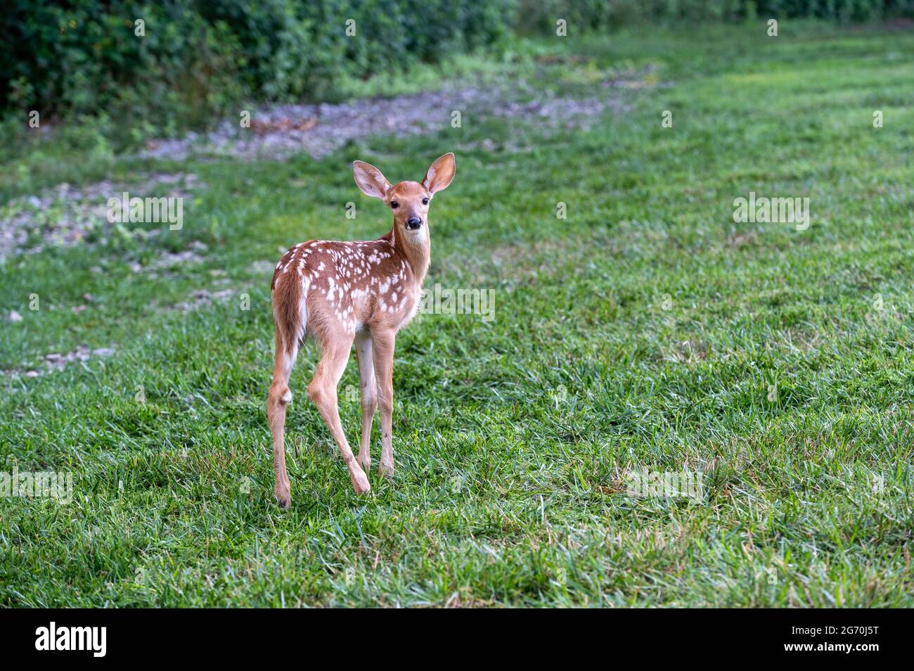 Fawn deer baby hi-res stock photography and images - Alamy