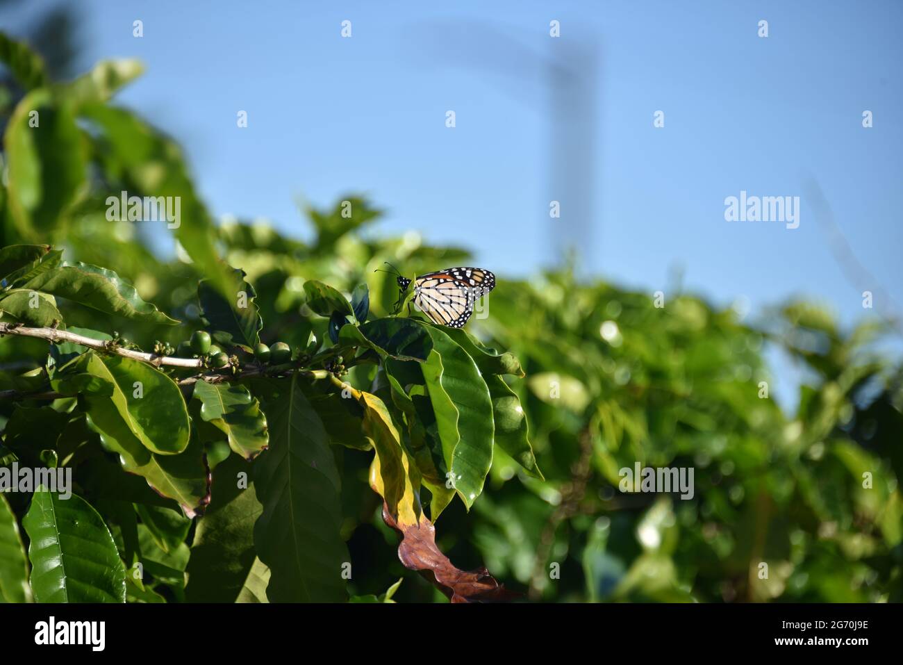 Oahu, HI. U.S.A. 6/2/2021. Green World Coffee Farm. Green Farm is a ...