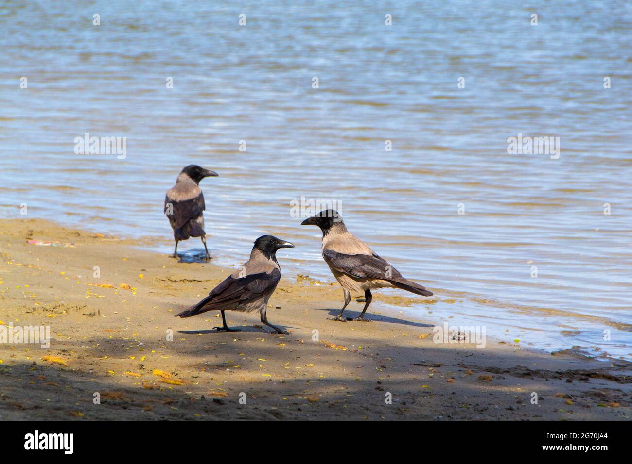 Three crows hi-res stock photography and images - Alamy