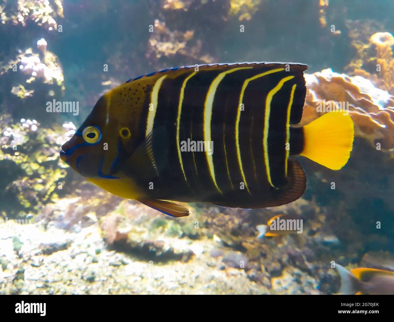 Selective focus of a butterflyfish on the bottom of the sea Stock Photo ...