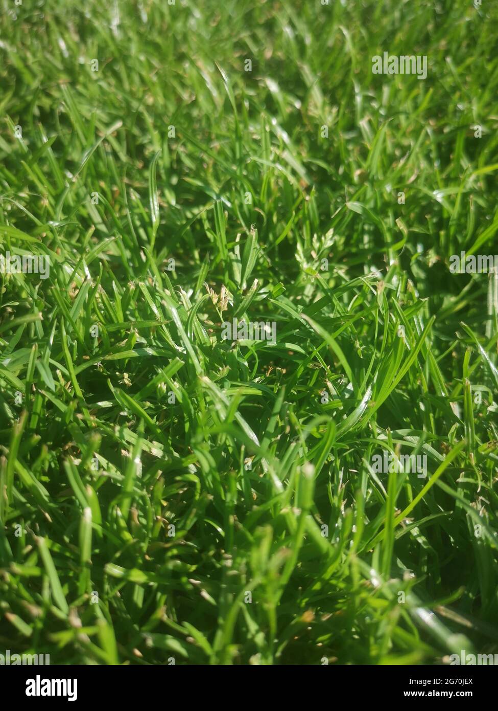 Vertical shot of green grass field background Stock Photo - Alamy