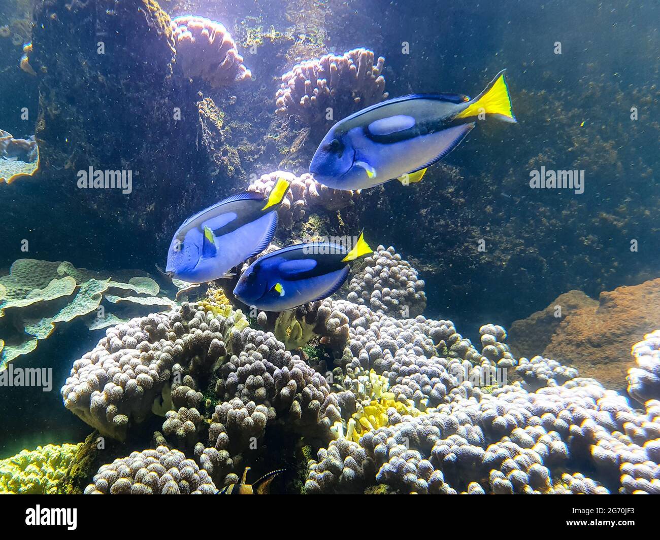 Selective focus of blue tang fish swimming near corals under the sea ...