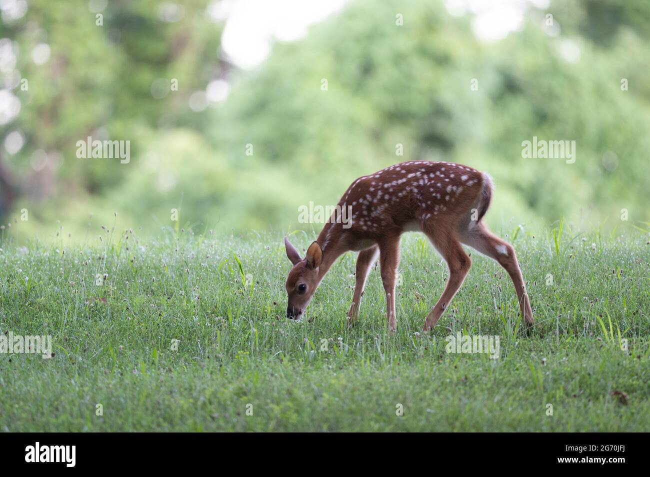 Summer fawn young baby hi-res stock photography and images - Alamy