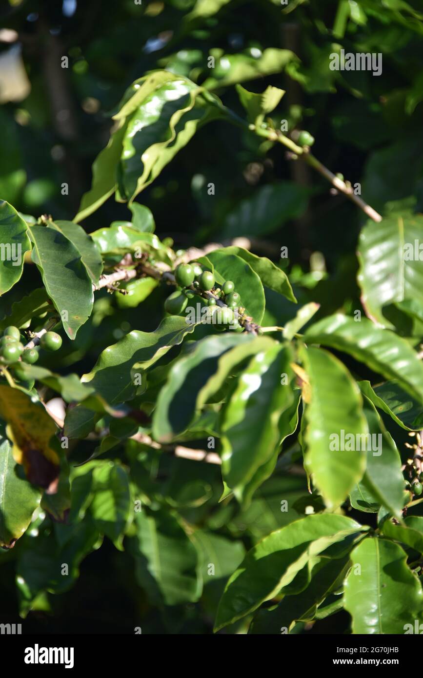 Oahu, HI. U.S.A. 6/2/2021. Green World Coffee Farm. Green Farm is a ...