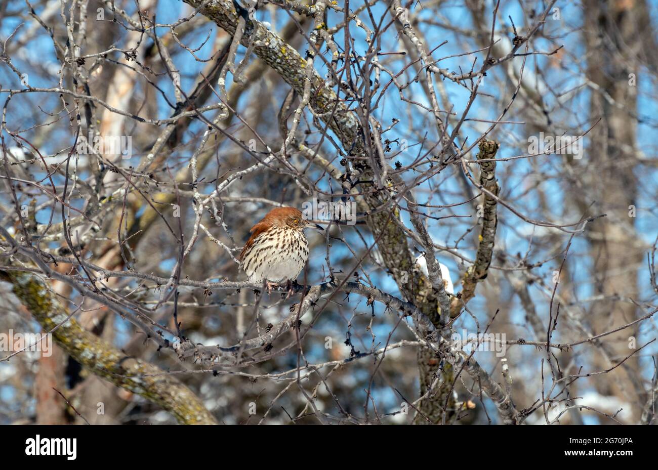 Streaks on wing hi-res stock photography and images - Alamy