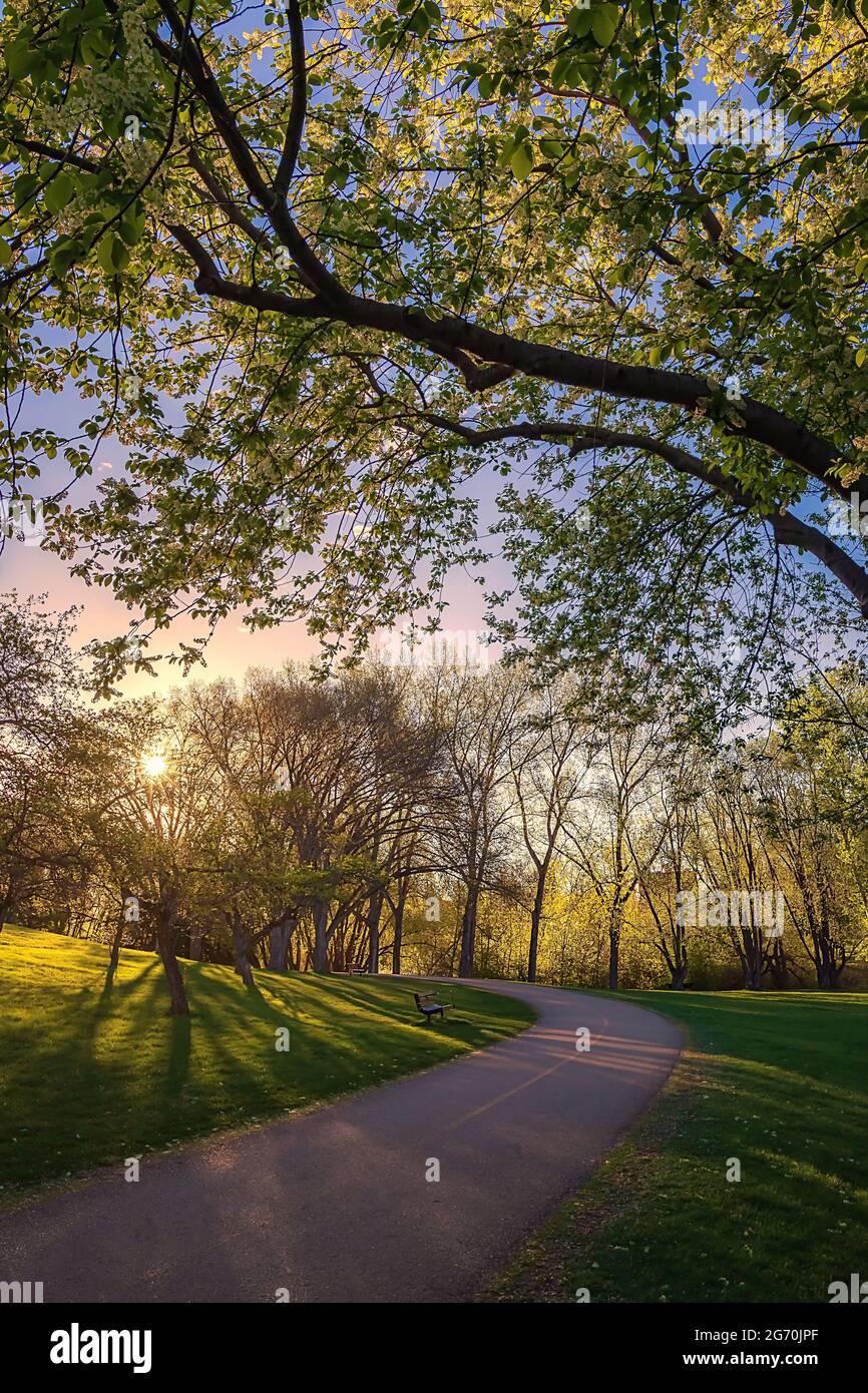 Spring treeline hi-res stock photography and images - Alamy
