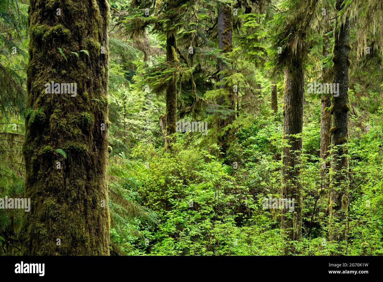 Closeup shot of trees in Rainforest Trail, Pacific Rim National Park ...