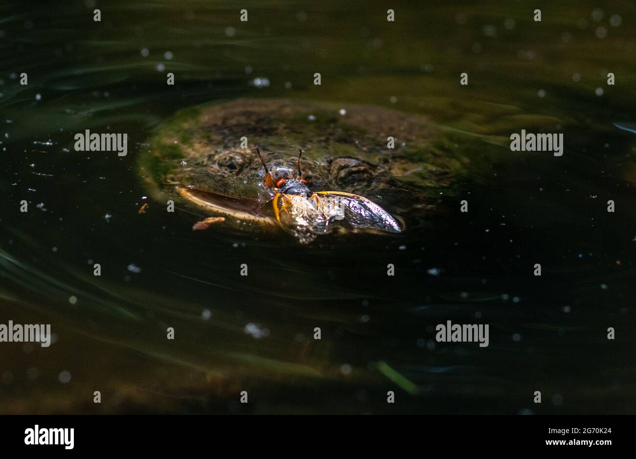 Common snapping turtle hunting and eating cicadas in a pond Stock Photo ...