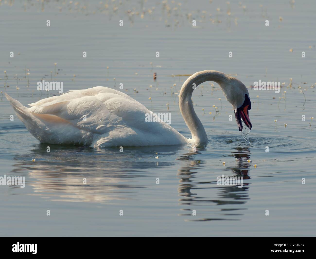 Graceful white swan drinking water from the lake Stock Photo - Alamy