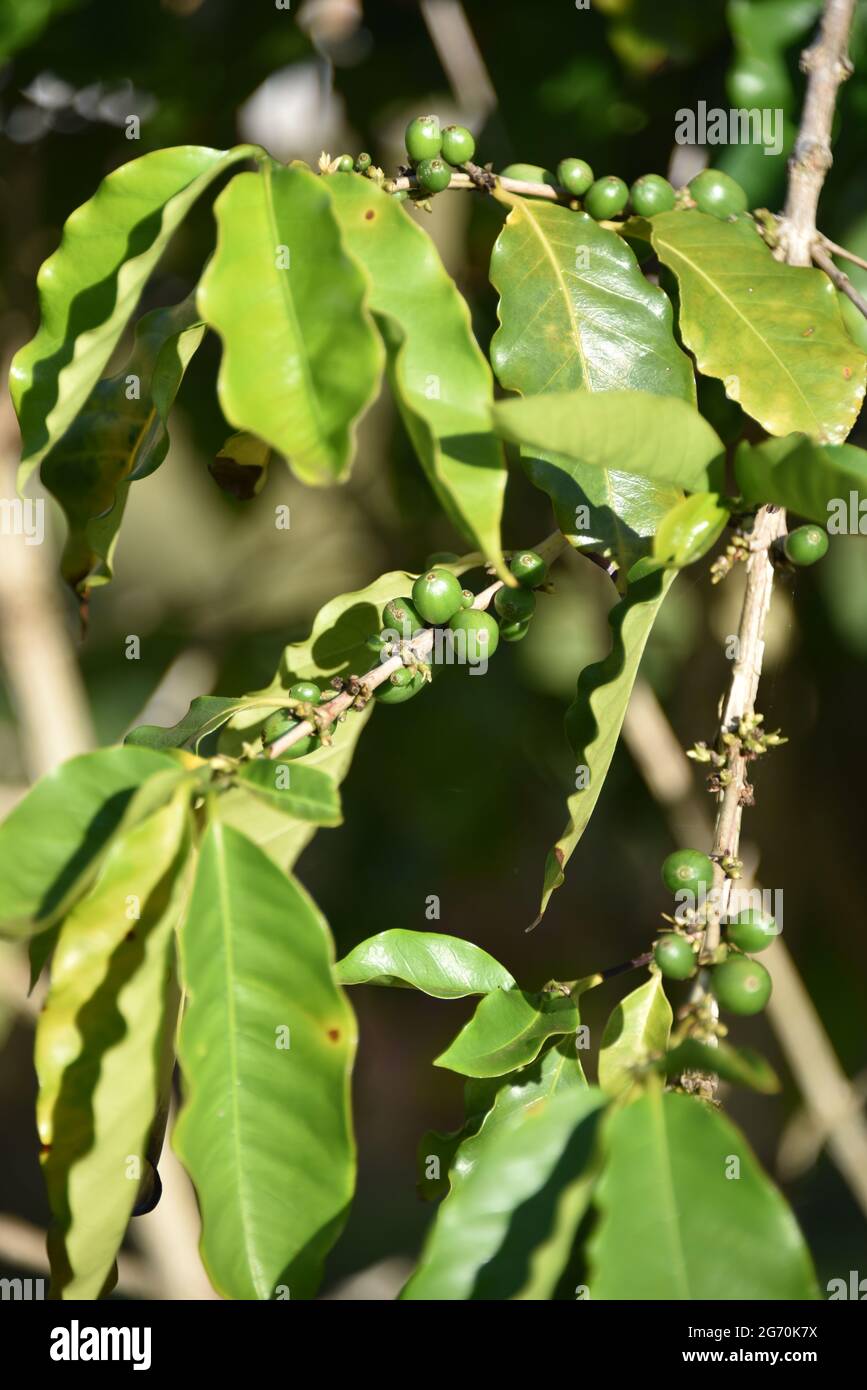 Oahu, HI. U.S.A. 6/2/2021. Green World Coffee Farm. Green Farm is a ...