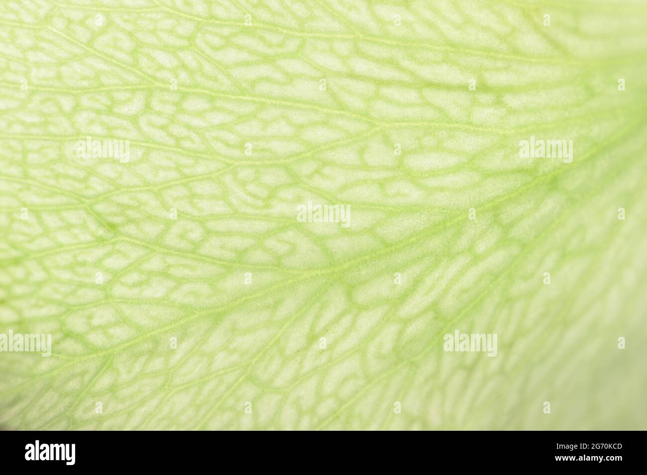 Tender rose petal texture. Macro photo of natural rose petal texture ...