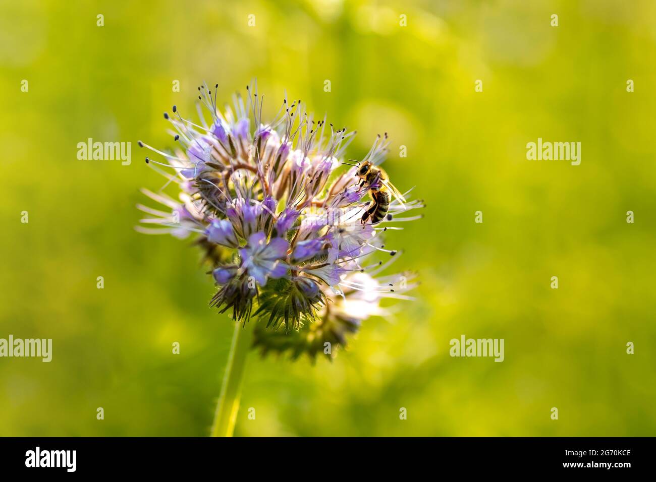 Harvesting pollen from a beehive hi-res stock photography and images ...