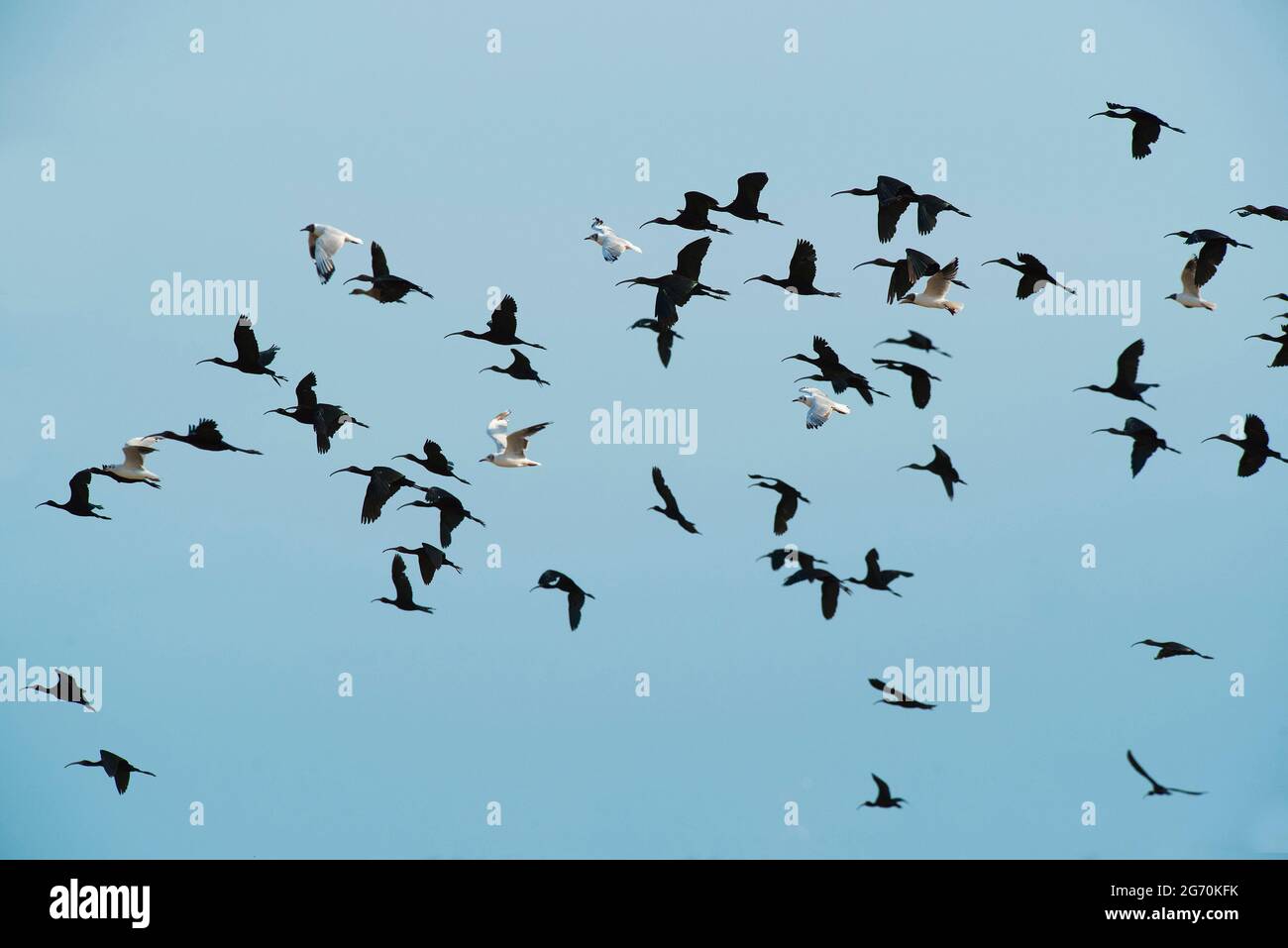 White faced ibis flock in flight, La Pampa province, Patagonia ...