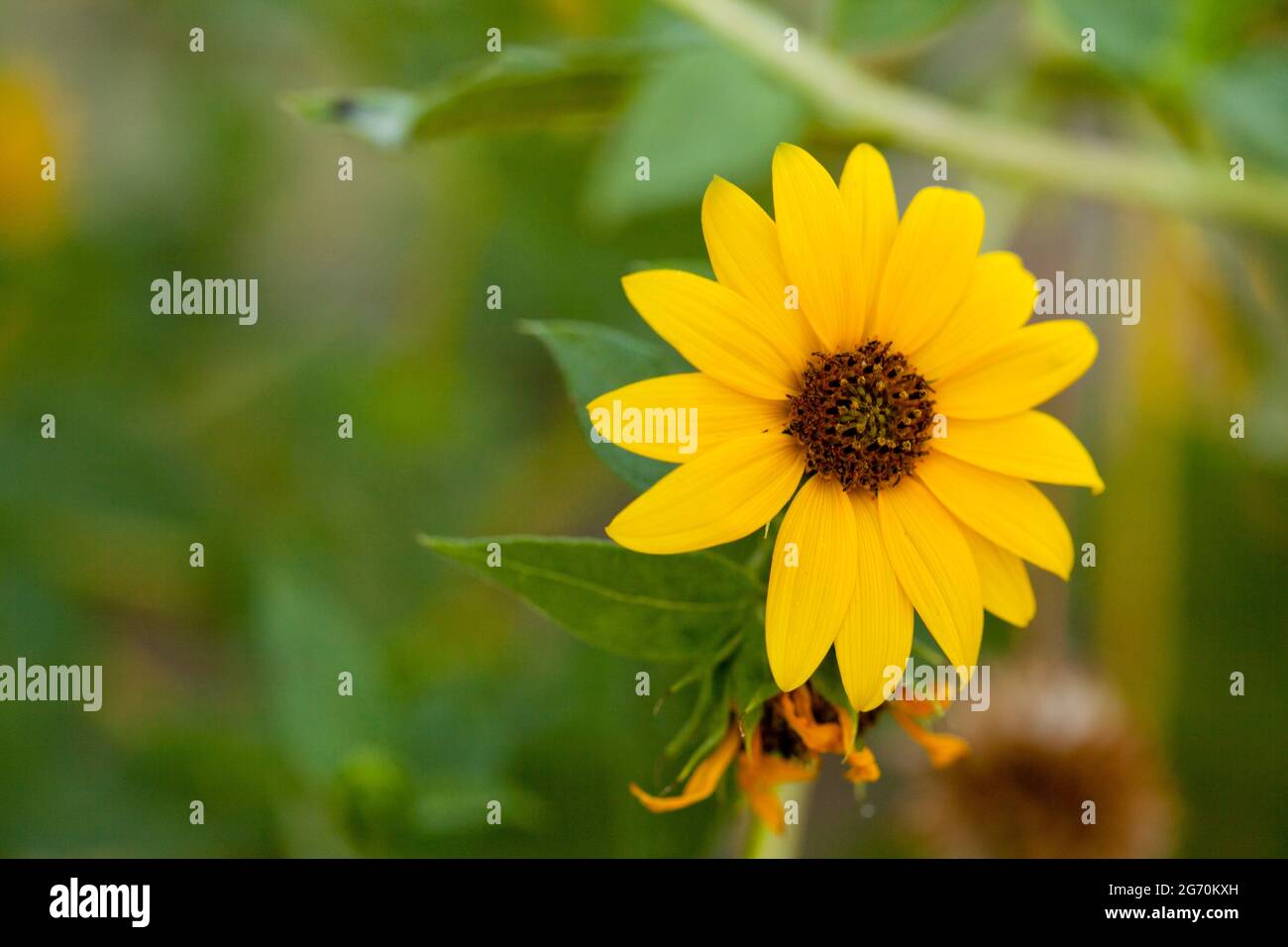 Yellow daisy flower close up detail Stock Photo - Alamy