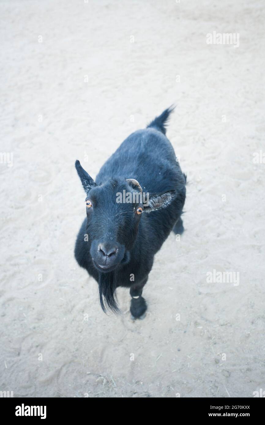 Happy black goat looking up Stock Photo - Alamy