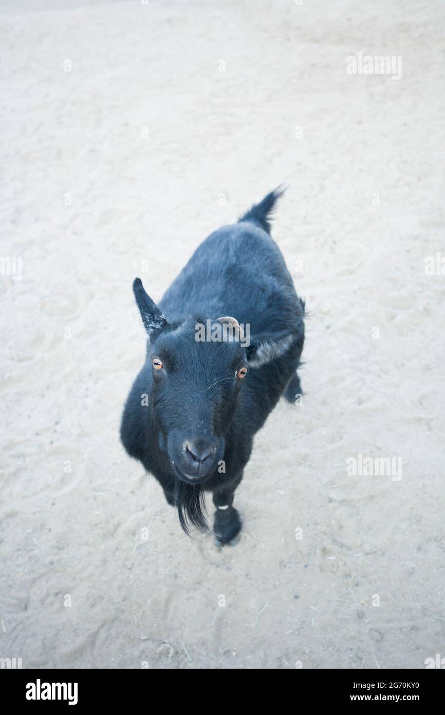Happy black goat looking up Stock Photo - Alamy